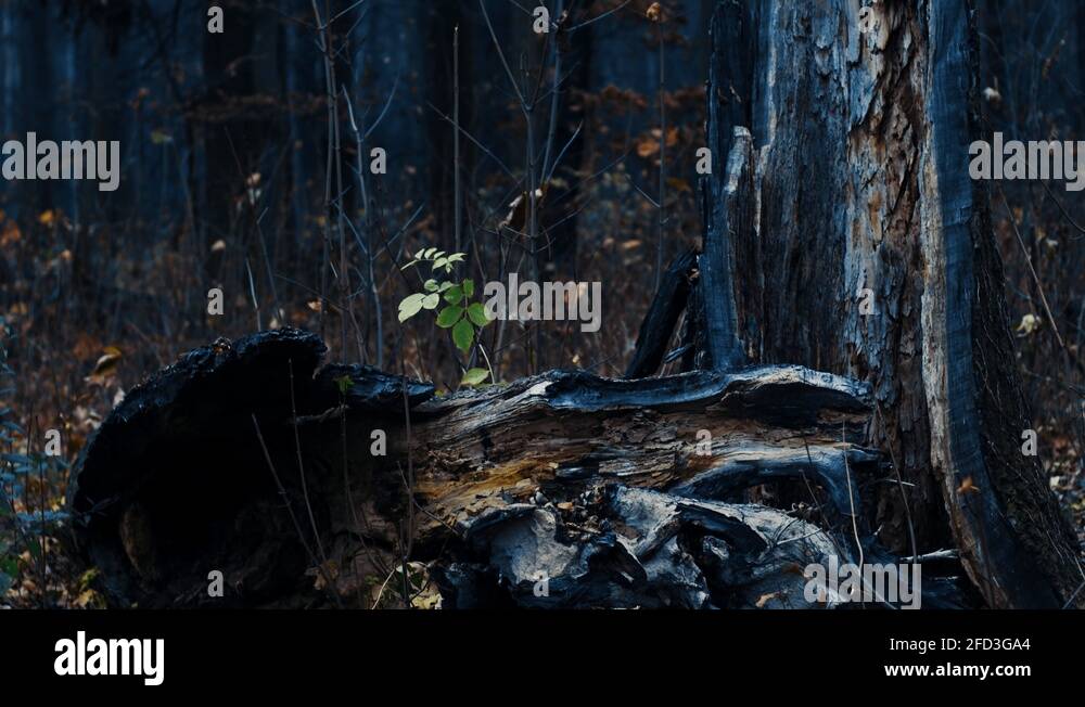 Tree rebirth Stock Videos & Footage - HD and 4K Video Clips - Alamy