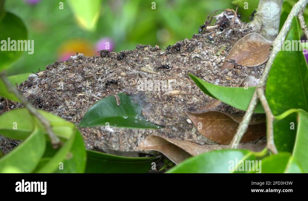 Arboreal insects Stock Videos & Footage - HD and 4K Video Clips - Alamy