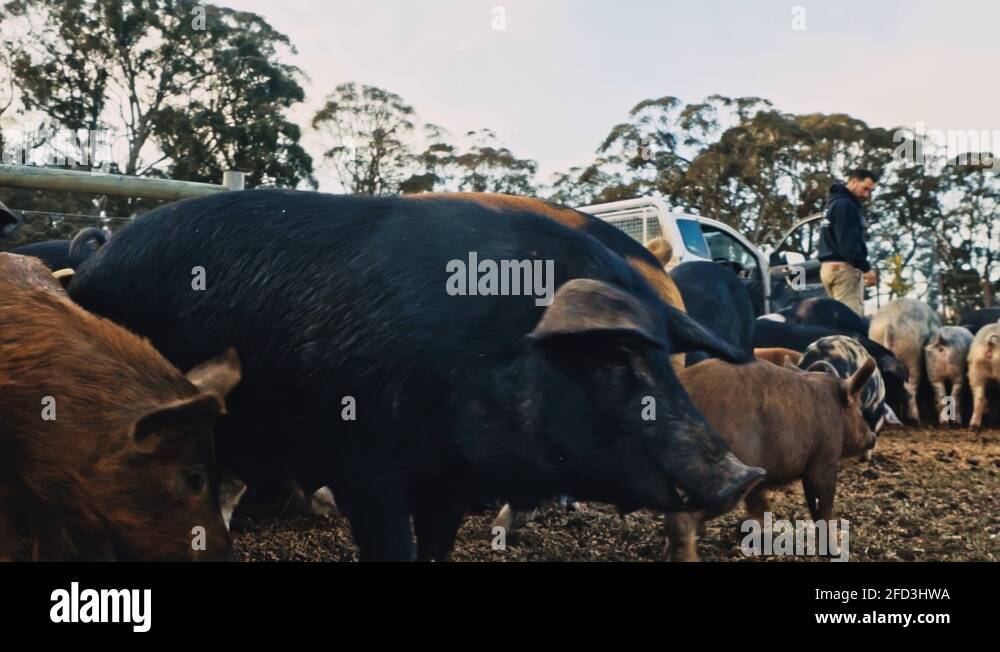 Hungry pigs Stock Videos & Footage - HD and 4K Video Clips - Alamy