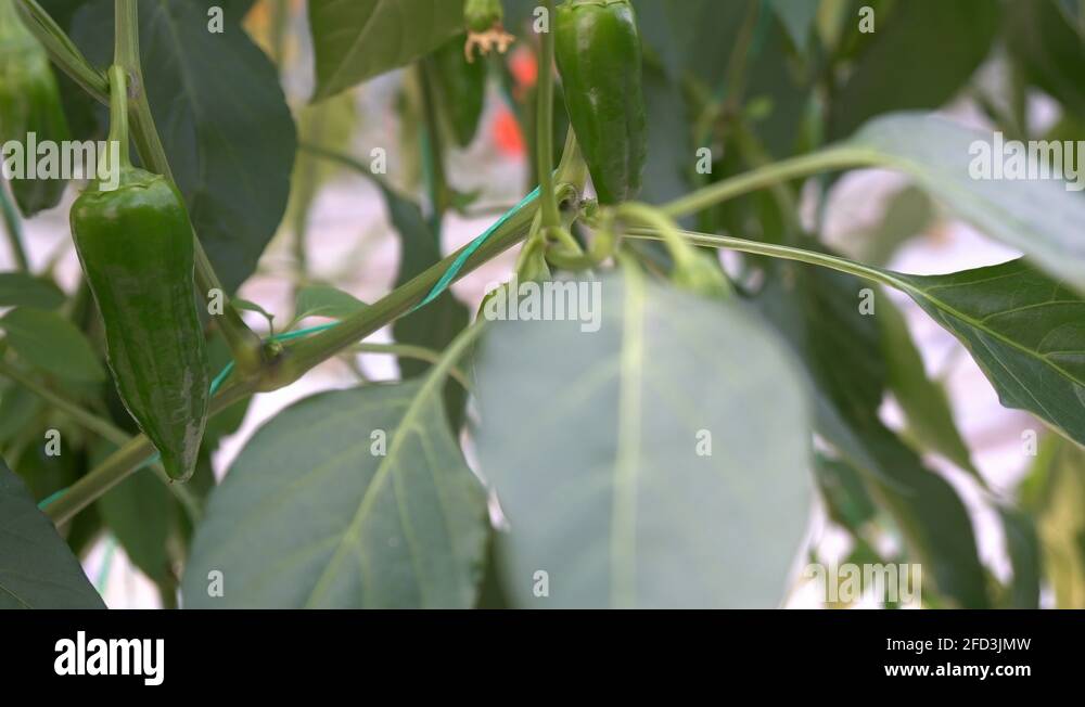 Ripe peppers plant Stock Videos & Footage - HD and 4K Video Clips - Alamy