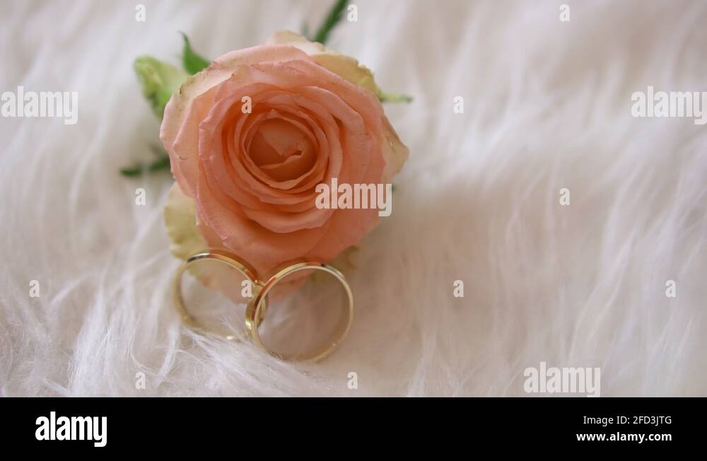 White rose with rings Stock Videos & Footage - HD and 4K Video Clips ...