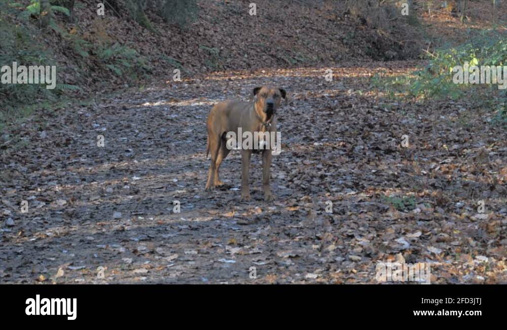 Rhodesian ridgeback african lion Stock Videos & Footage - HD and 4K ...