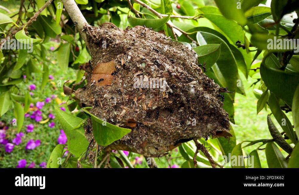 Nest of black ants hanging from tree branch, worker ants swarm on top ...