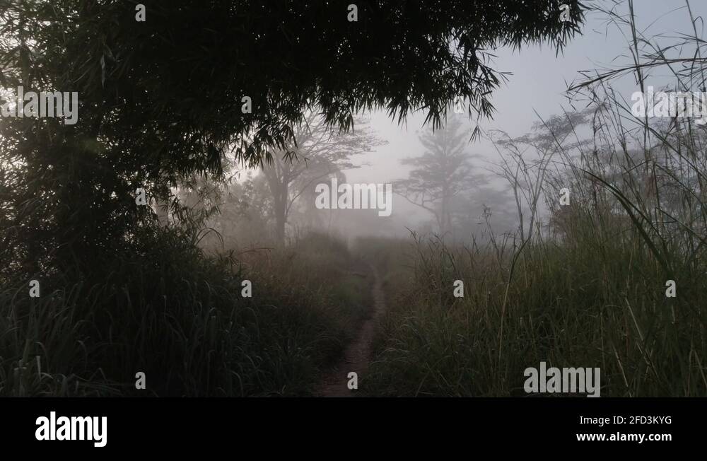 High humidity Stock Videos & Footage - HD and 4K Video Clips - Alamy