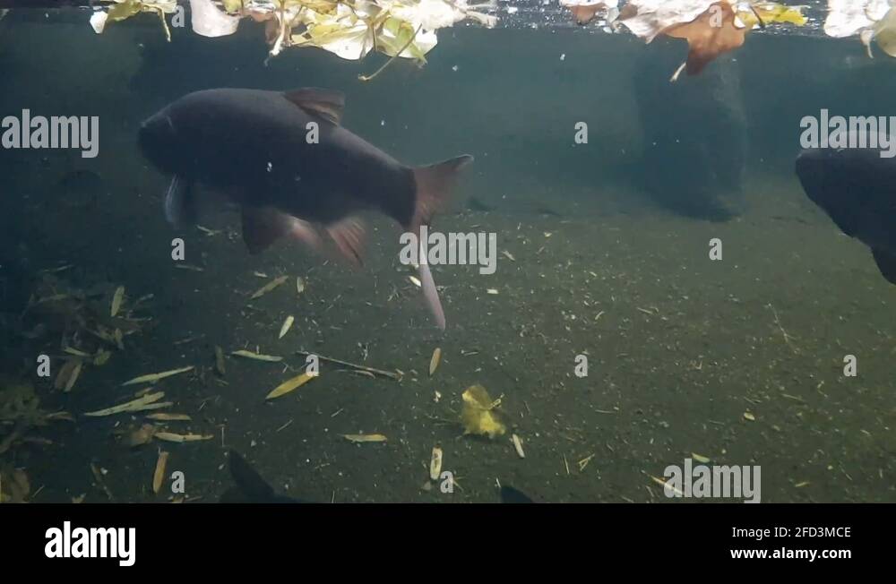 Bream fish Stock Videos & Footage - HD and 4K Video Clips - Alamy