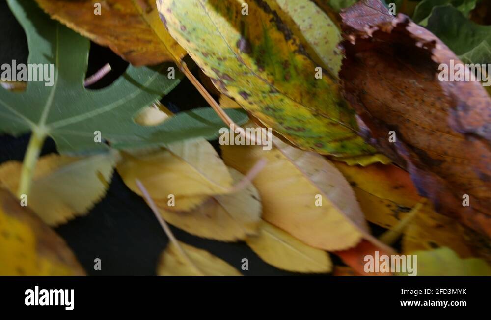 Fall of the leaves. The leaves were dripping. Autumn still life. Sharp ...