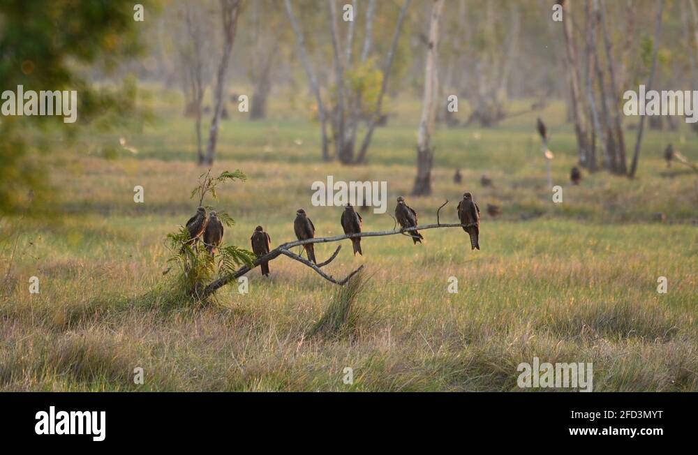 Black-eared Kites, Milvus lineatus, seven of them perched on a low ...