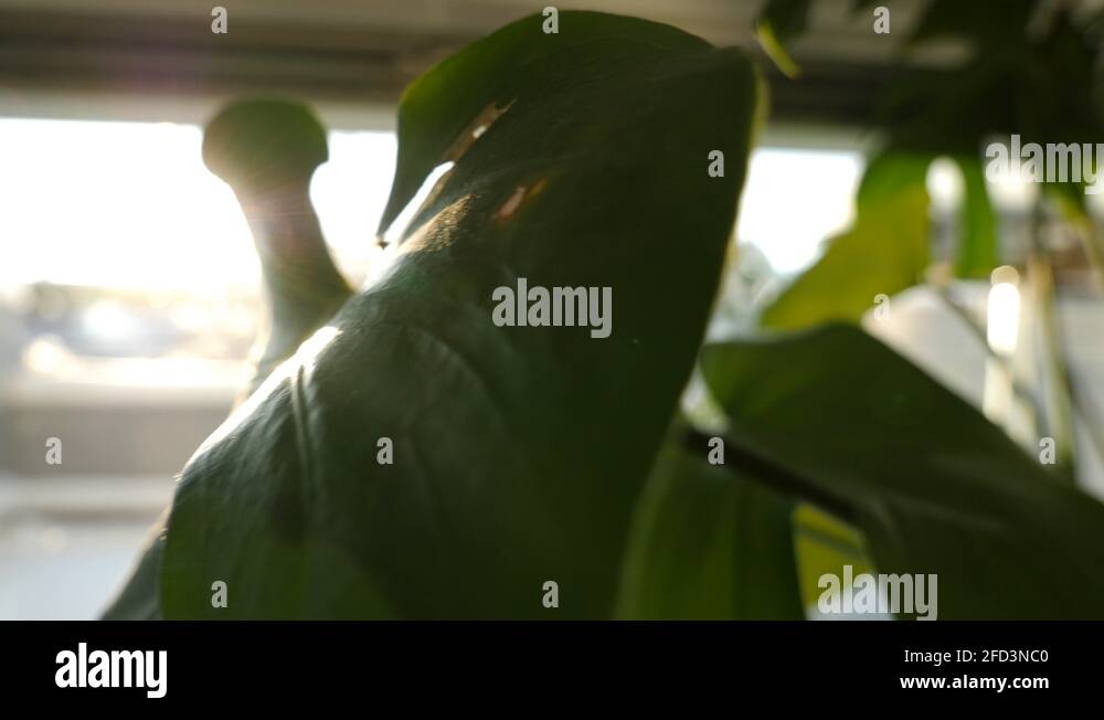 Close up broadleaf Stock Videos & Footage - HD and 4K Video Clips - Alamy