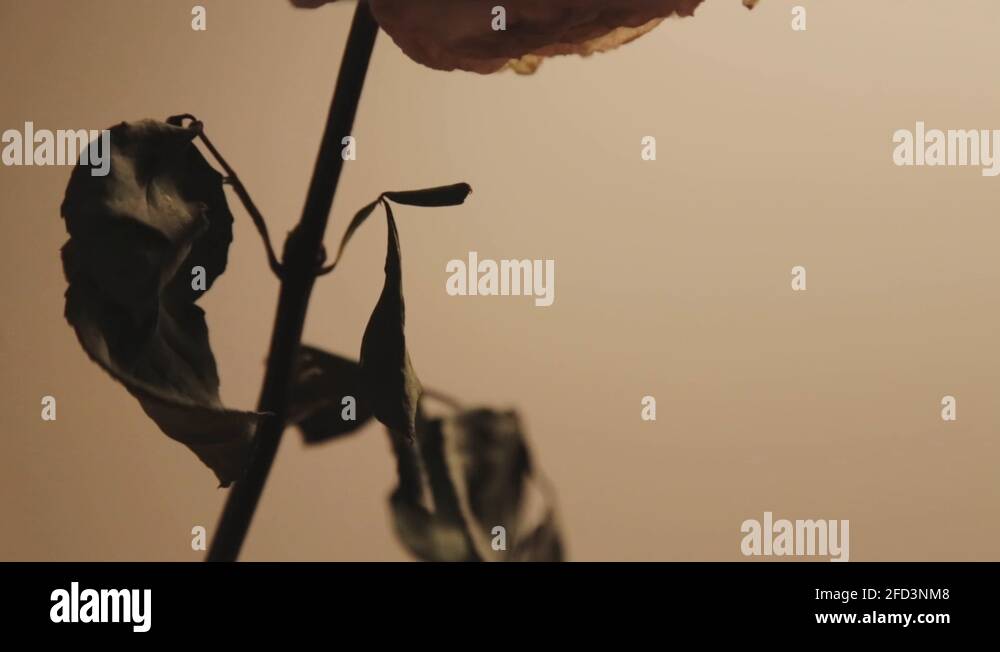 Wilting rose Stock Videos & Footage - HD and 4K Video Clips - Alamy