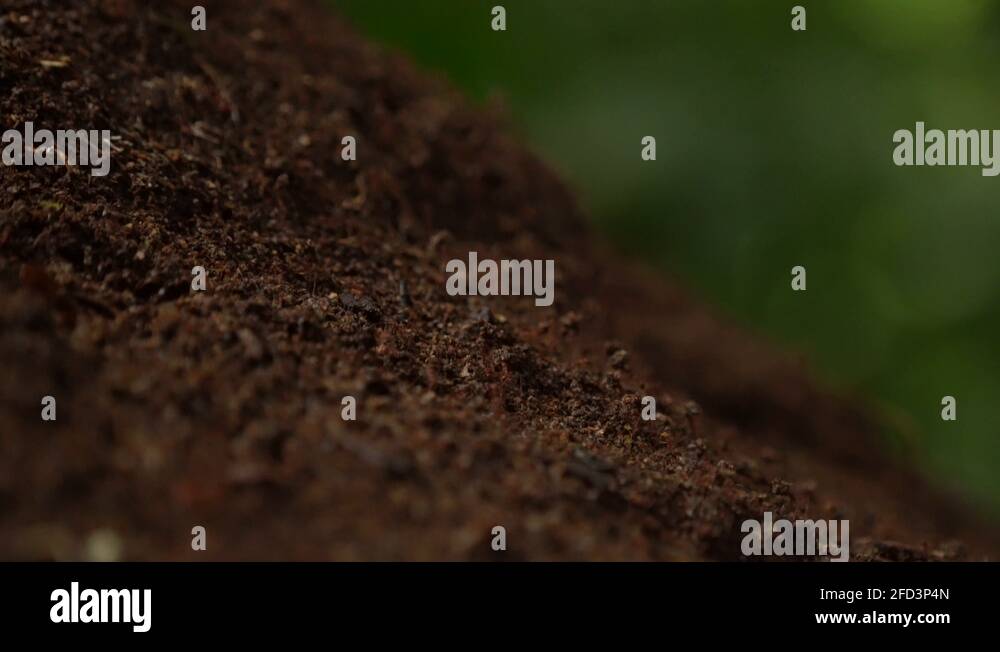 Giant anthill Stock Videos & Footage - HD and 4K Video Clips - Alamy