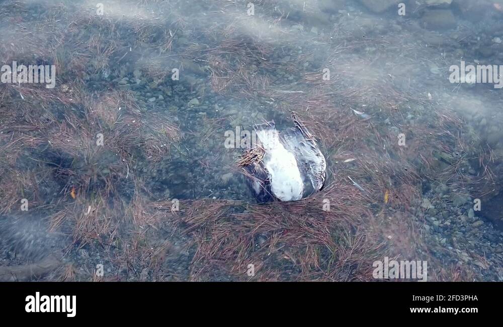 Sea life extinction, ecological disaster, ocean pollution and ecosystem ...