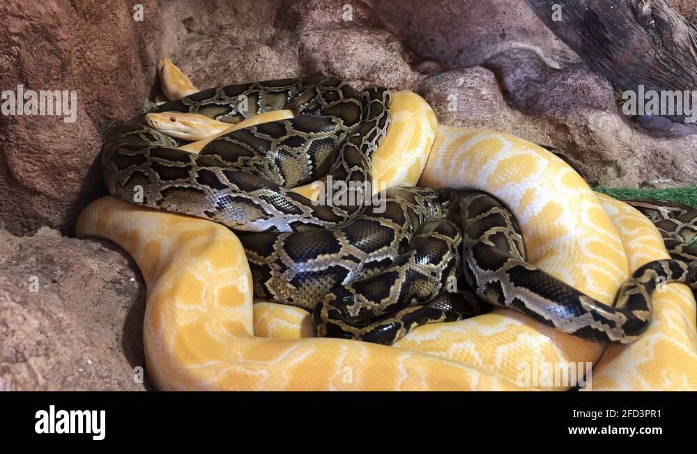 Sliding camera showing three pythons in same place, python reticulatus ...