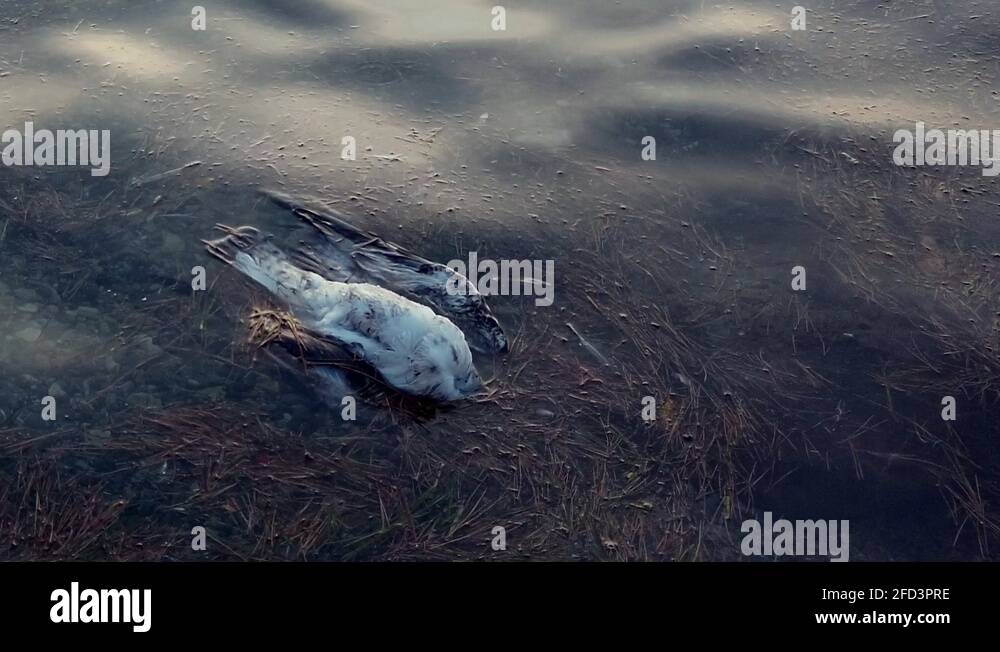 Ocean pollution and environmental hazard concept, dead bird floating in ...