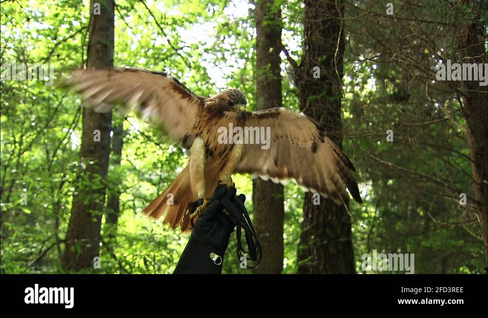 Hawk design Stock Videos & Footage - HD and 4K Video Clips - Alamy