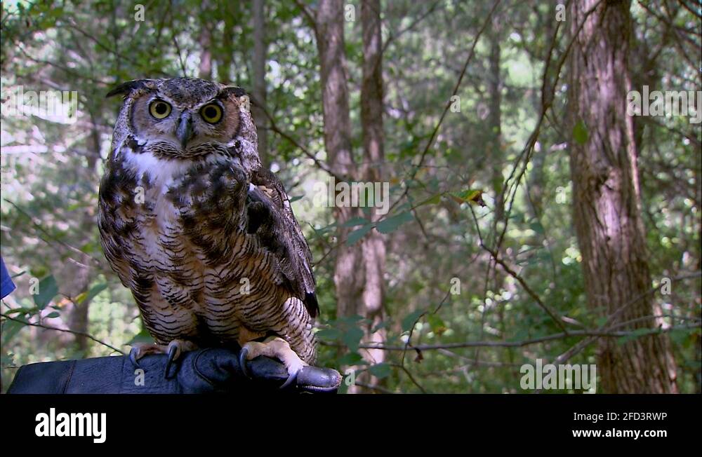 Sitting on arm Stock Videos & Footage - HD and 4K Video Clips - Alamy