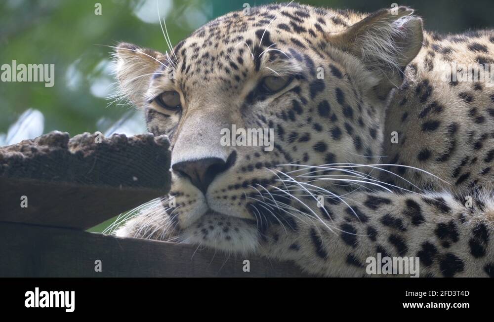 Cute snow leopards Stock Videos & Footage - HD and 4K Video Clips - Alamy
