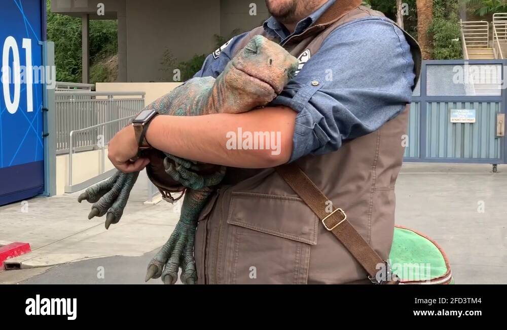 Baby raptor Stock Videos & Footage - HD and 4K Video Clips - Alamy