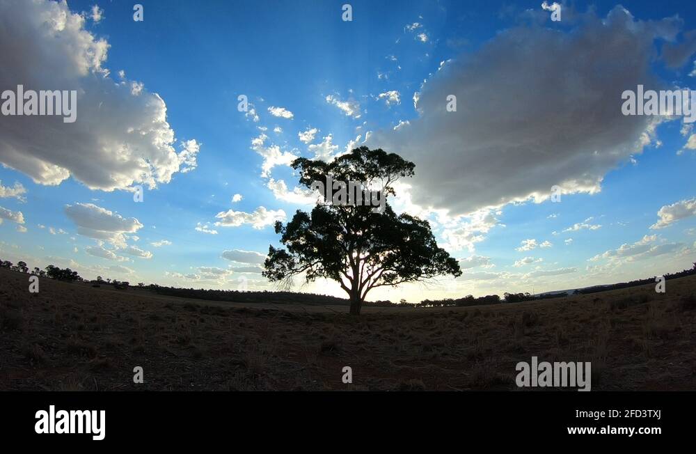 Outback tree Stock Videos & Footage - HD and 4K Video Clips - Alamy