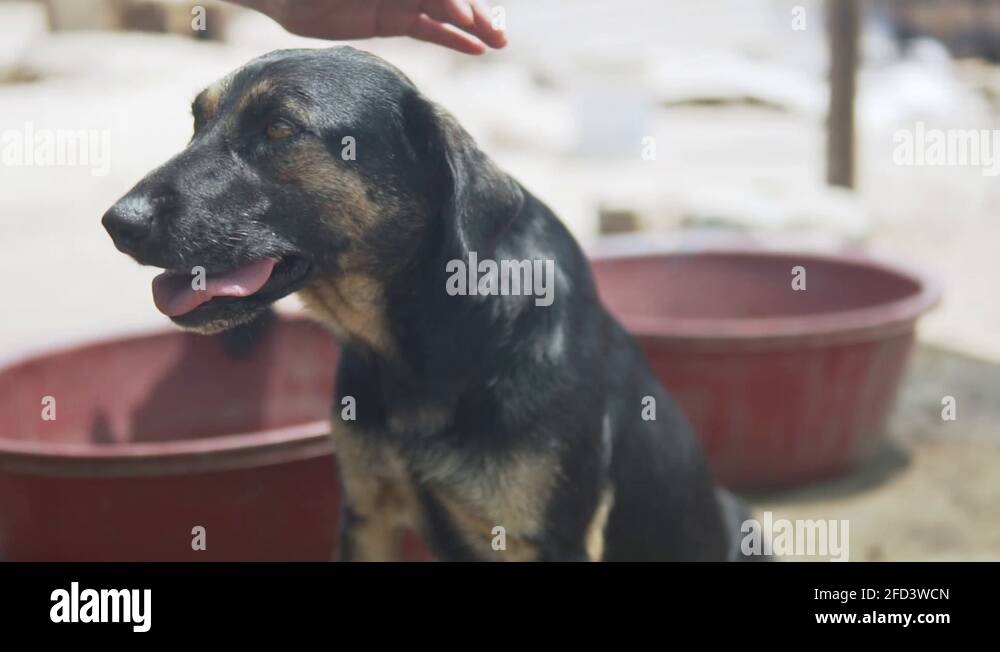 Slow Motion 120fps - Dog getting pet in dog shelter while hiding for ...