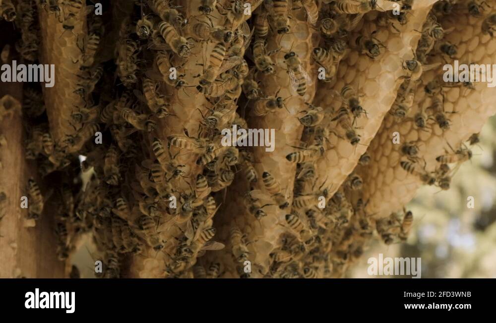 Slow-motion of a Swarm of honey bees flying around their natural beehive Stock Video Footage - Alamy
