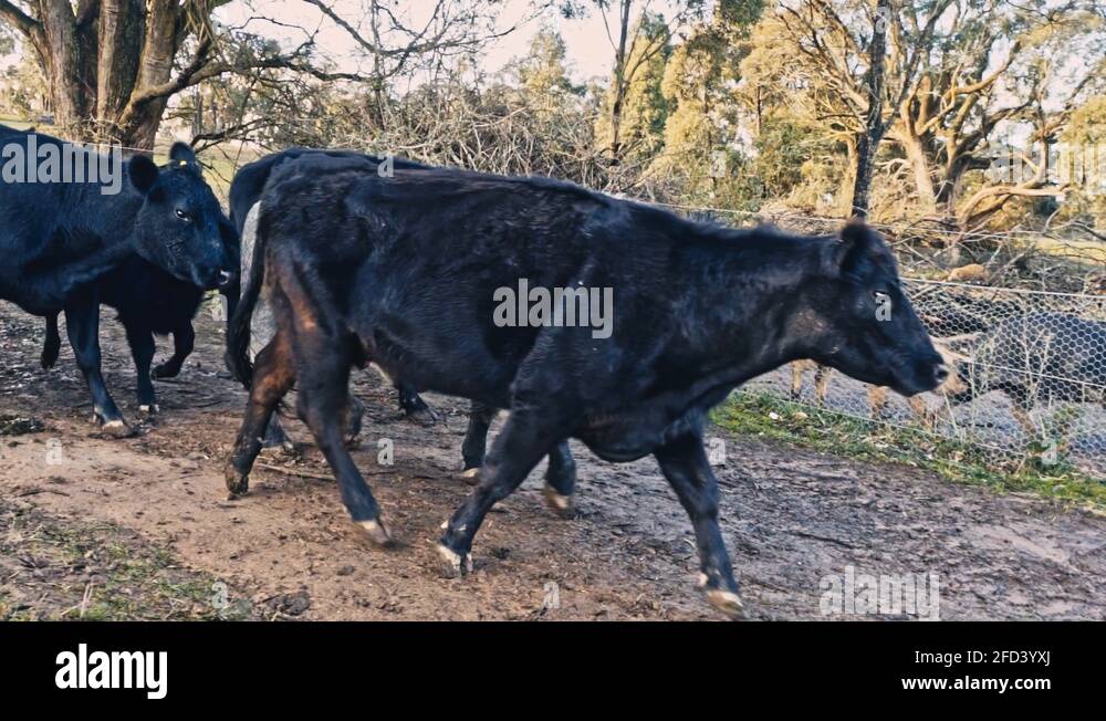 A happy herd of cows runs down a hill into a free range paddock. Slow ...