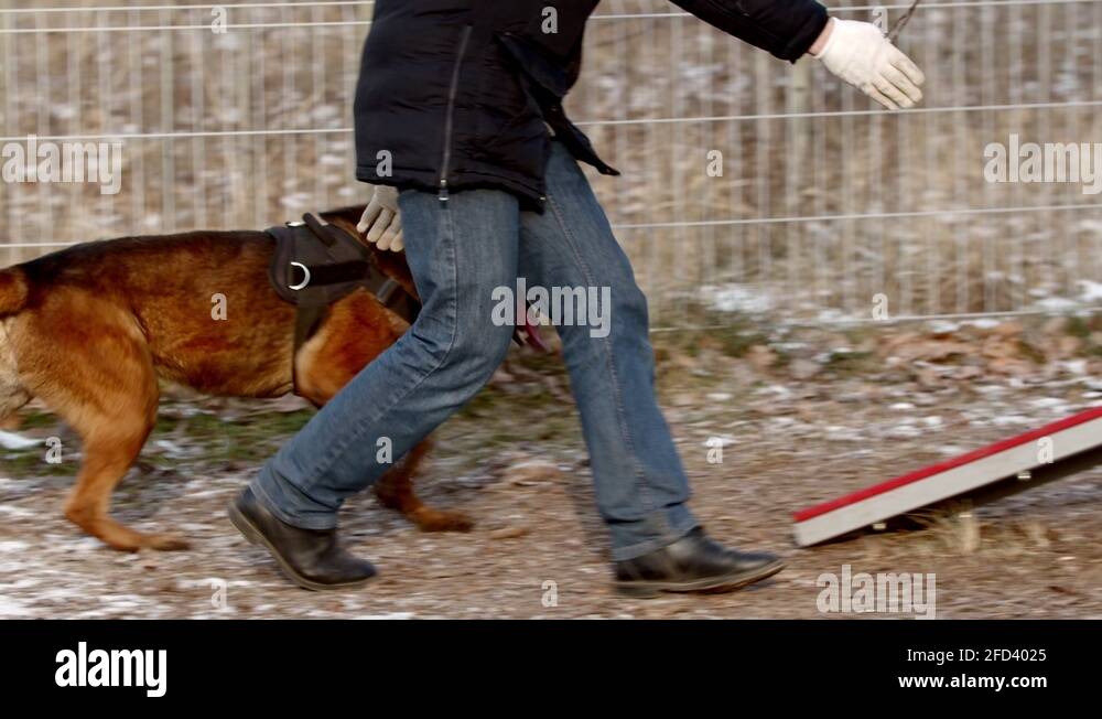 Double dog Stock Videos & Footage - HD and 4K Video Clips - Alamy