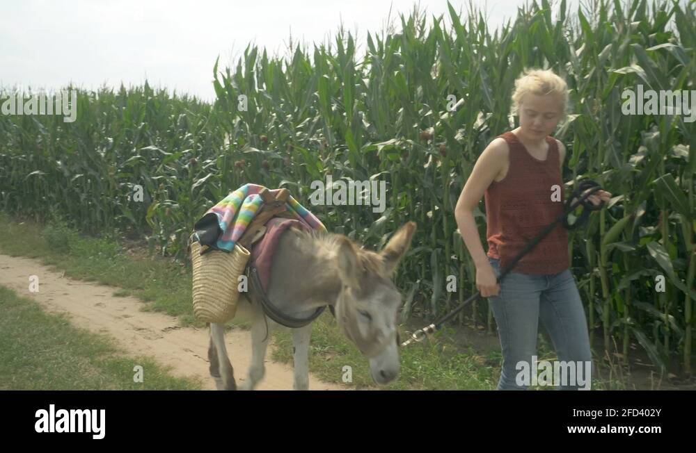 Donkey track trek Stock Videos & Footage - HD and 4K Video Clips - Alamy