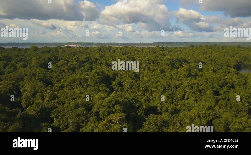 Brazilian amazon jungle aerial Stock Videos & Footage - HD and 4K Video ...