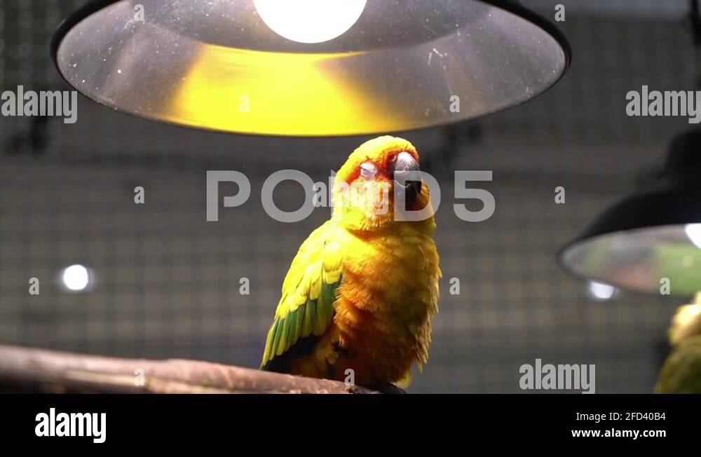 Red faced lovebirds Stock Videos & Footage - HD and 4K Video Clips - Alamy