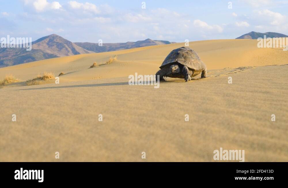 Desert turtle Stock Videos & Footage - HD and 4K Video Clips - Alamy