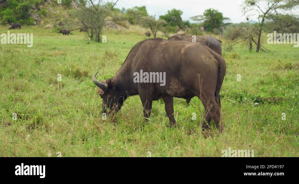Cape buffalo in grass Stock Videos & Footage - HD and 4K Video Clips ...