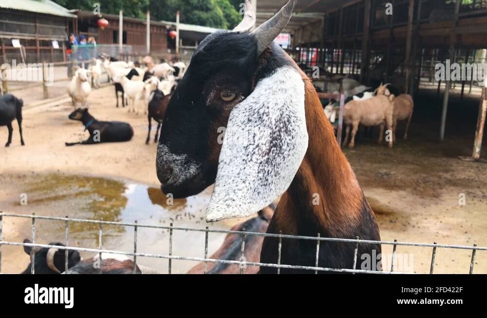 Goat head looking fence Stock Videos & Footage - HD and 4K Video Clips ...