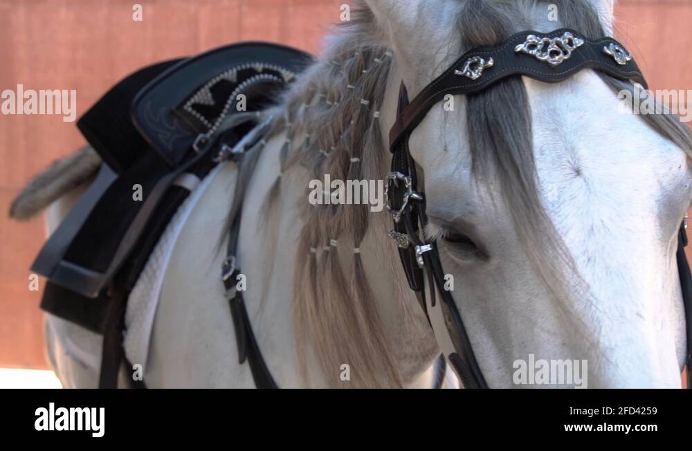 White horse dressage Stock Videos & Footage - HD and 4K Video Clips - Alamy