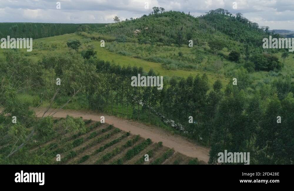 Cattle through trees Stock Videos & Footage - HD and 4K Video Clips - Alamy