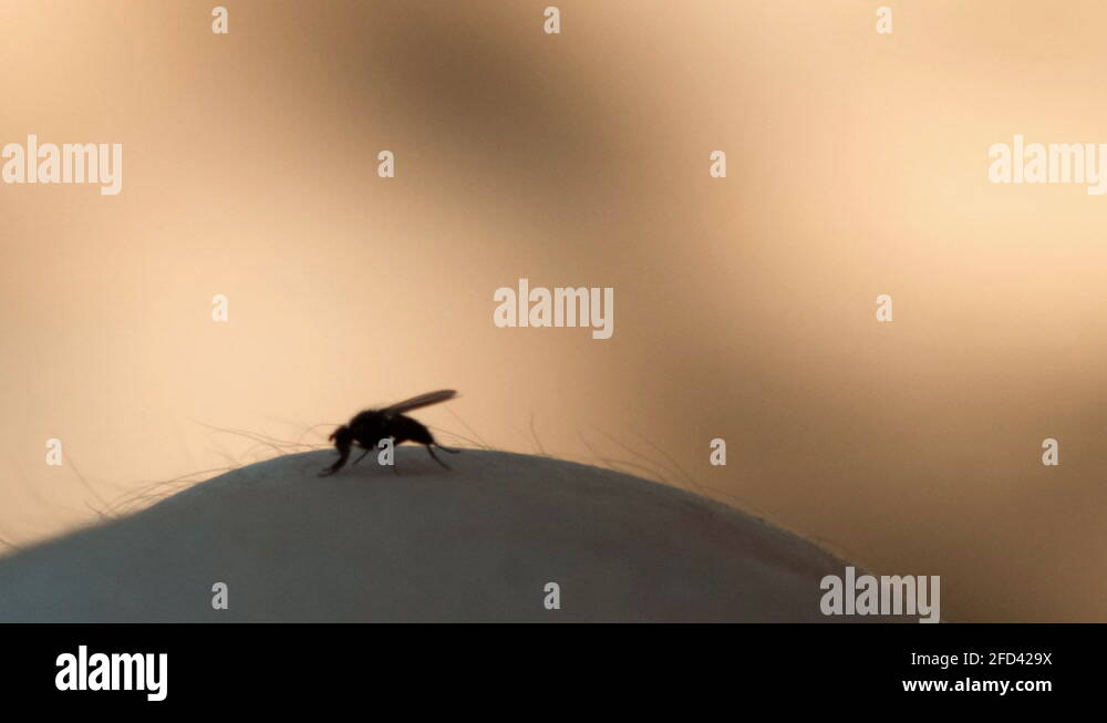 Fly skin Stock Videos & Footage - HD and 4K Video Clips - Alamy