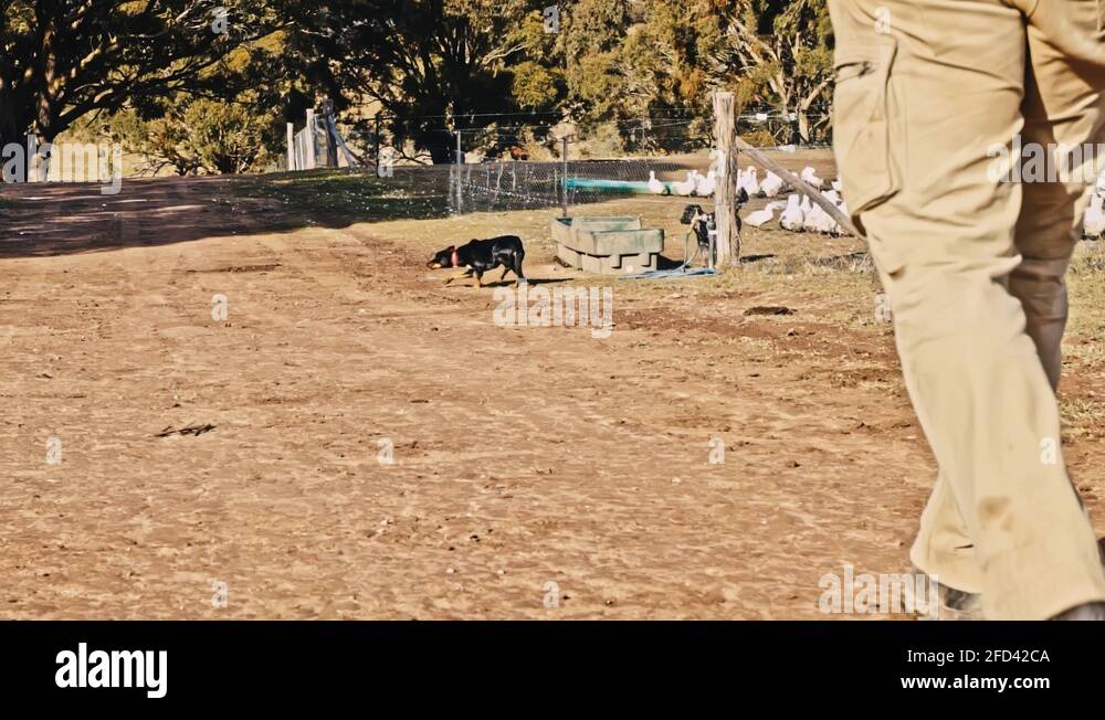 Herding dog farmer Stock Videos & Footage - HD and 4K Video Clips - Alamy