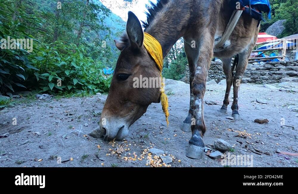 Himalaya donkey Stock Videos & Footage - HD and 4K Video Clips - Alamy