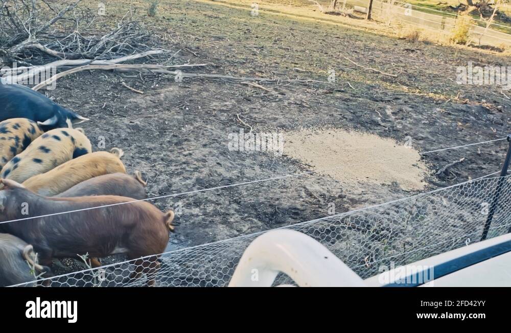 Pile of feed Stock Videos & Footage - HD and 4K Video Clips - Alamy