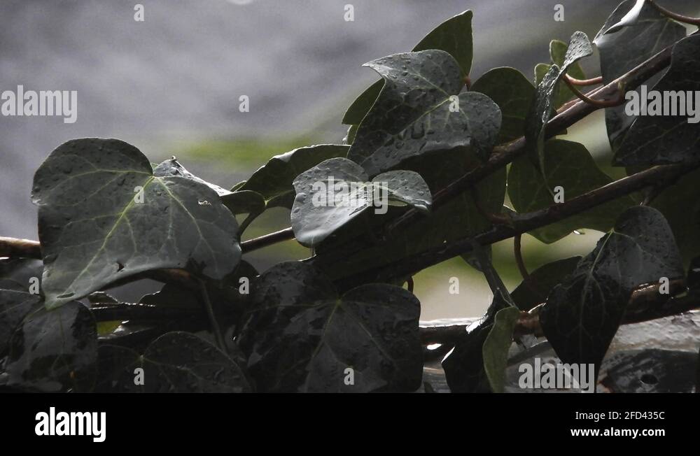 Close up of green wall ivy leaves on a wall with rain drops falling ...