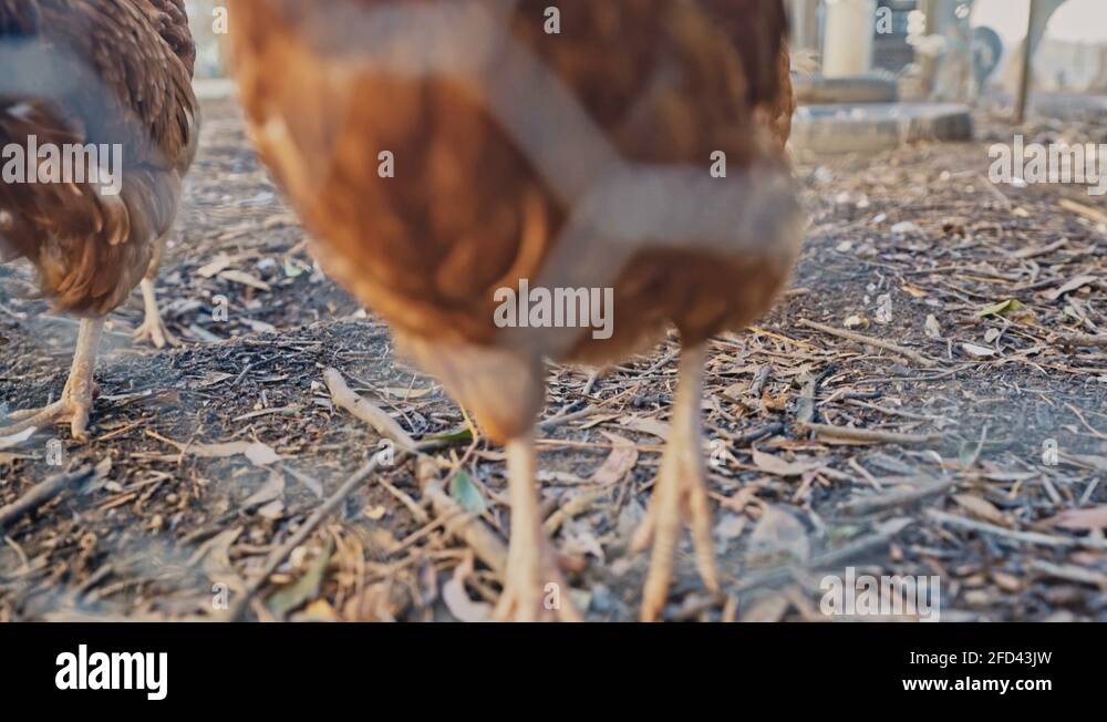 Strutting chickens Stock Videos & Footage - HD and 4K Video Clips - Alamy