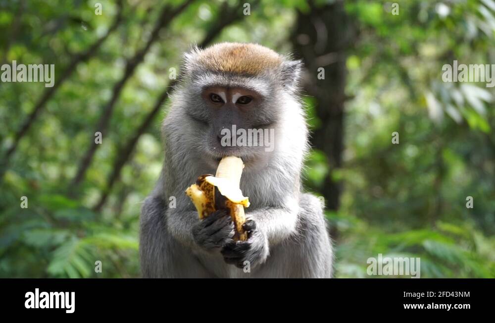 Crab-eating macaque also known as the long-tailed macaque is eating ...