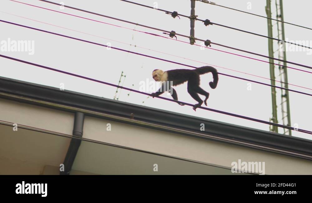 Loose cables Stock Videos & Footage - HD and 4K Video Clips - Alamy