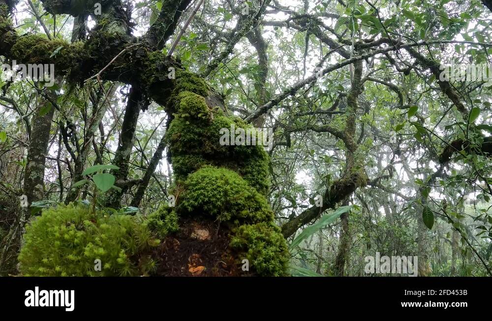 Indigenous trees of south africa Stock Videos & Footage - HD and 4K ...