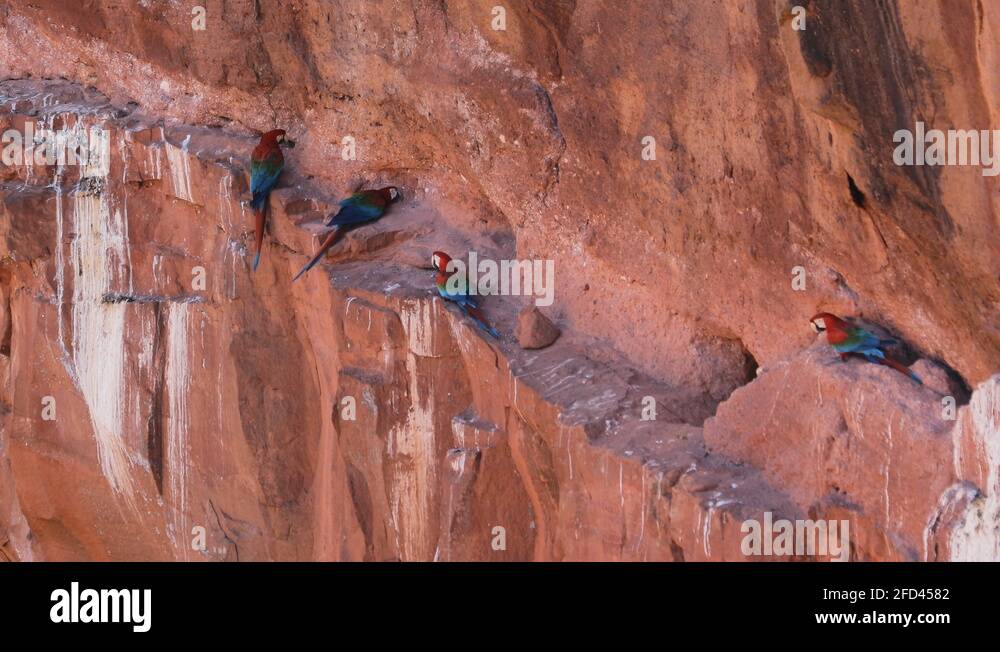Scarlet macaws interacting at crack of sandstone cliff in Buraco das ...