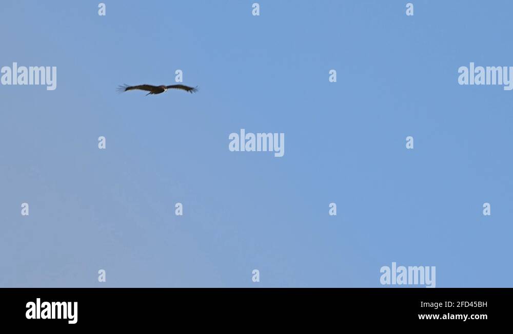 Using wind bird Stock Videos & Footage - HD and 4K Video Clips - Alamy