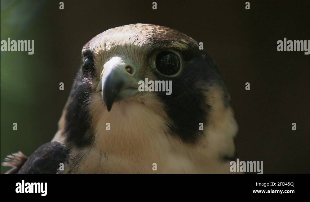 Peregrine falcon falco peregrinus head shot Stock Videos & Footage - HD ...