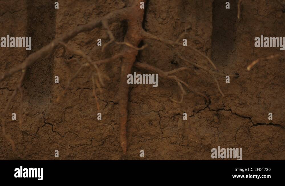 Plant roots underground Stock Videos & Footage - HD and 4K Video Clips ...