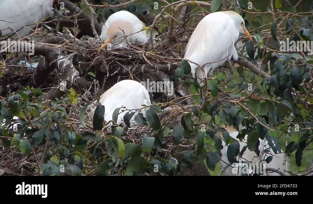 Tree nesting birds Stock Videos & Footage - HD and 4K Video Clips - Alamy