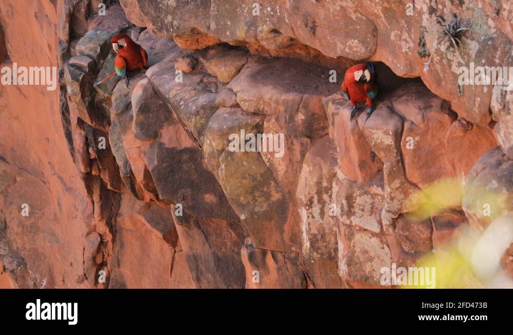 Scarlet macaw couple Stock Videos & Footage - HD and 4K Video Clips - Alamy