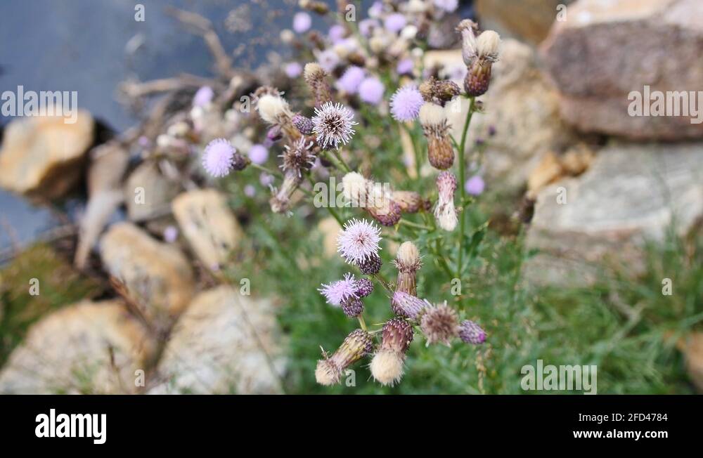 Creeping thistle in wind Stock Videos & Footage - HD and 4K Video Clips ...